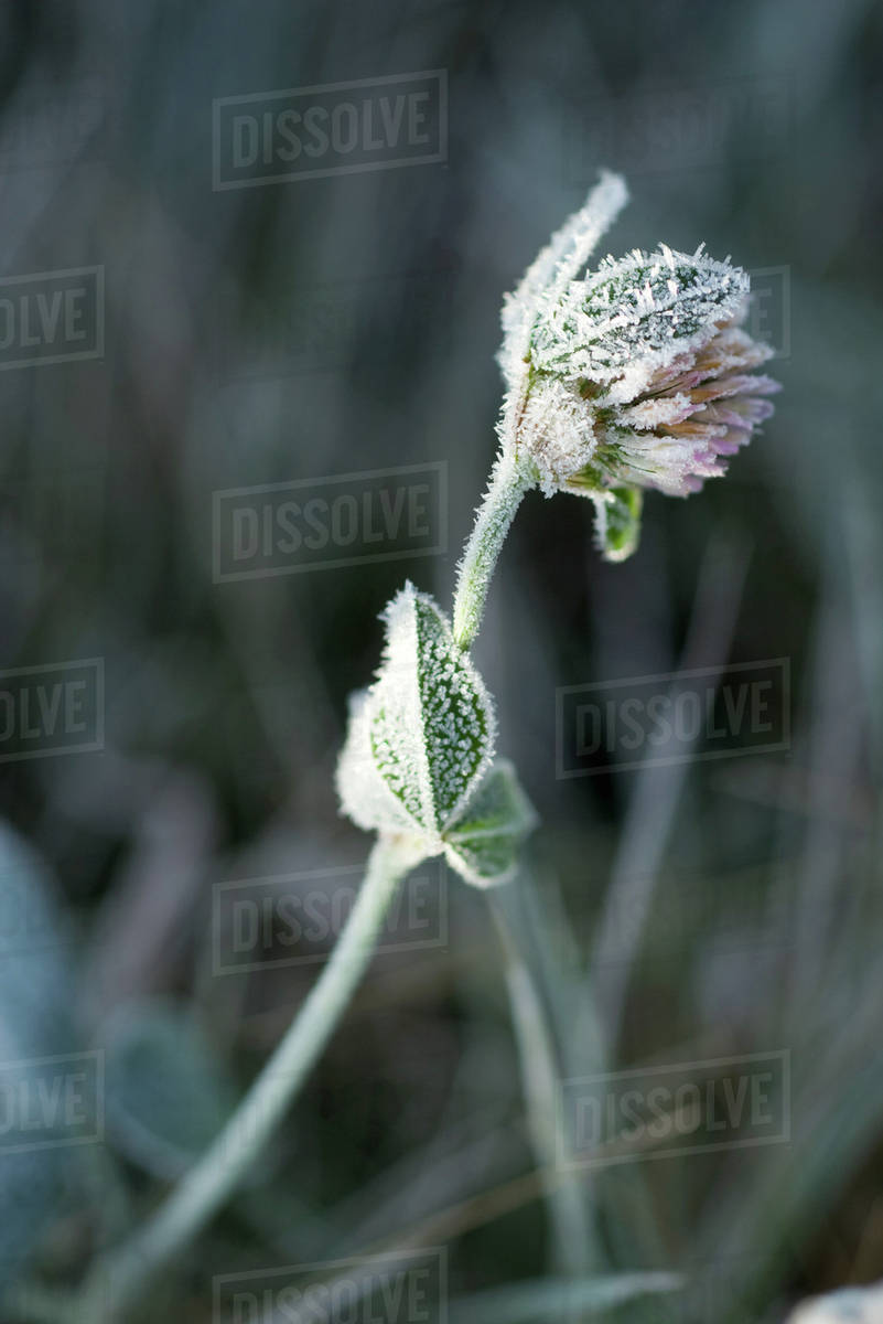 Frost covered clover - Royalty-free Stock Photo | Dissolve