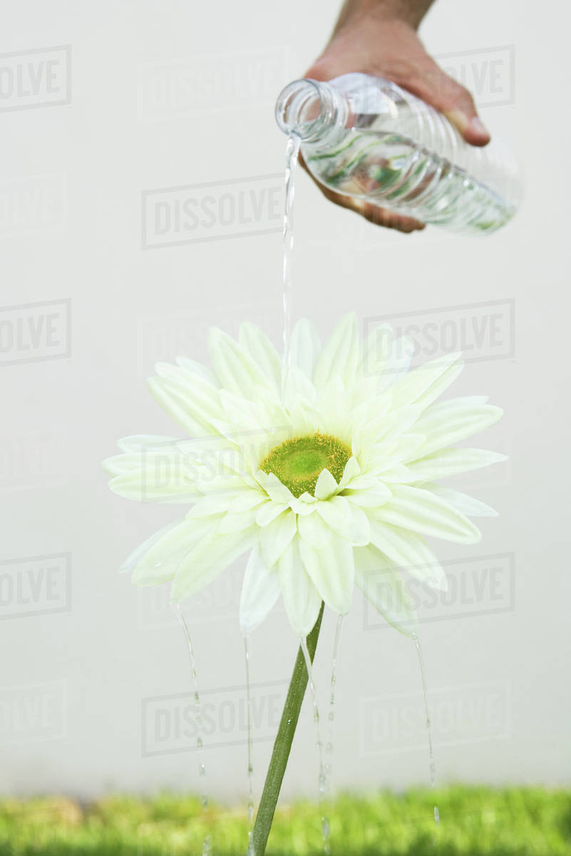 Hand pouring bottled water on flower, cropped view - Royalty-free Stock ...