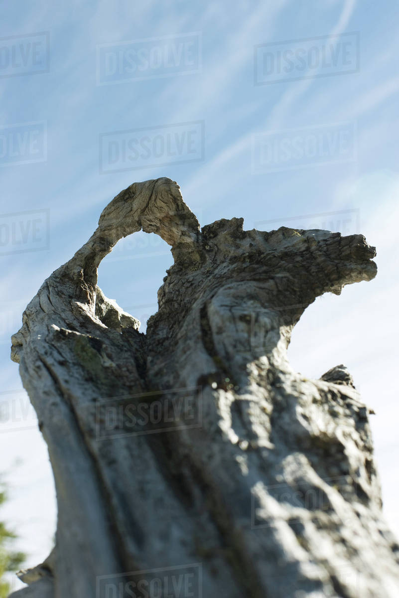 Decayed tree stump with hole, low angle view, selective focus - Royalty ...