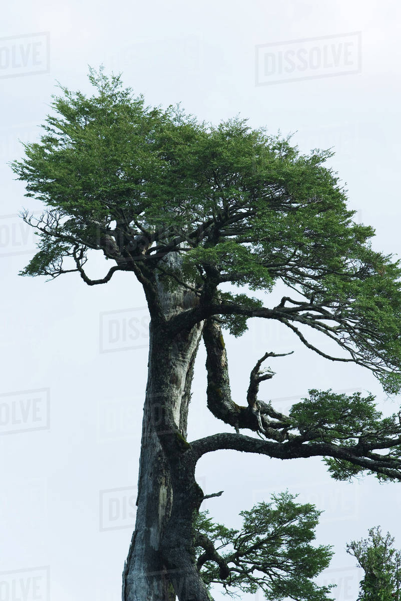 Pine tree growing, low angle view - Royalty-free Stock Photo | Dissolve