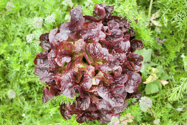 Merlot lettuce growing - Royalty-free Stock Photo | Dissolve