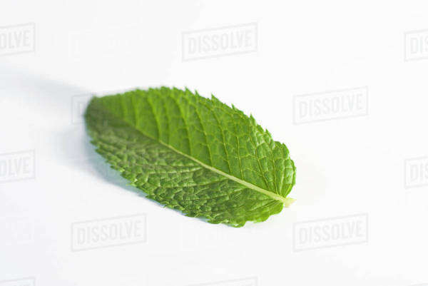 Mint leaf - Stock Photo - Dissolve