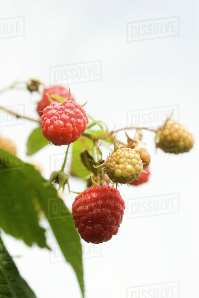 Raspberries ripening on bush - Royalty-free Stock Photo | Dissolve