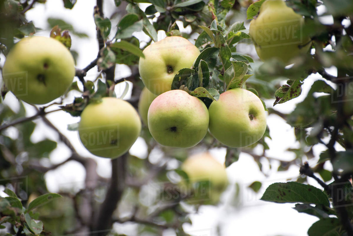 Apples growing on tree - Stock Photo - Dissolve