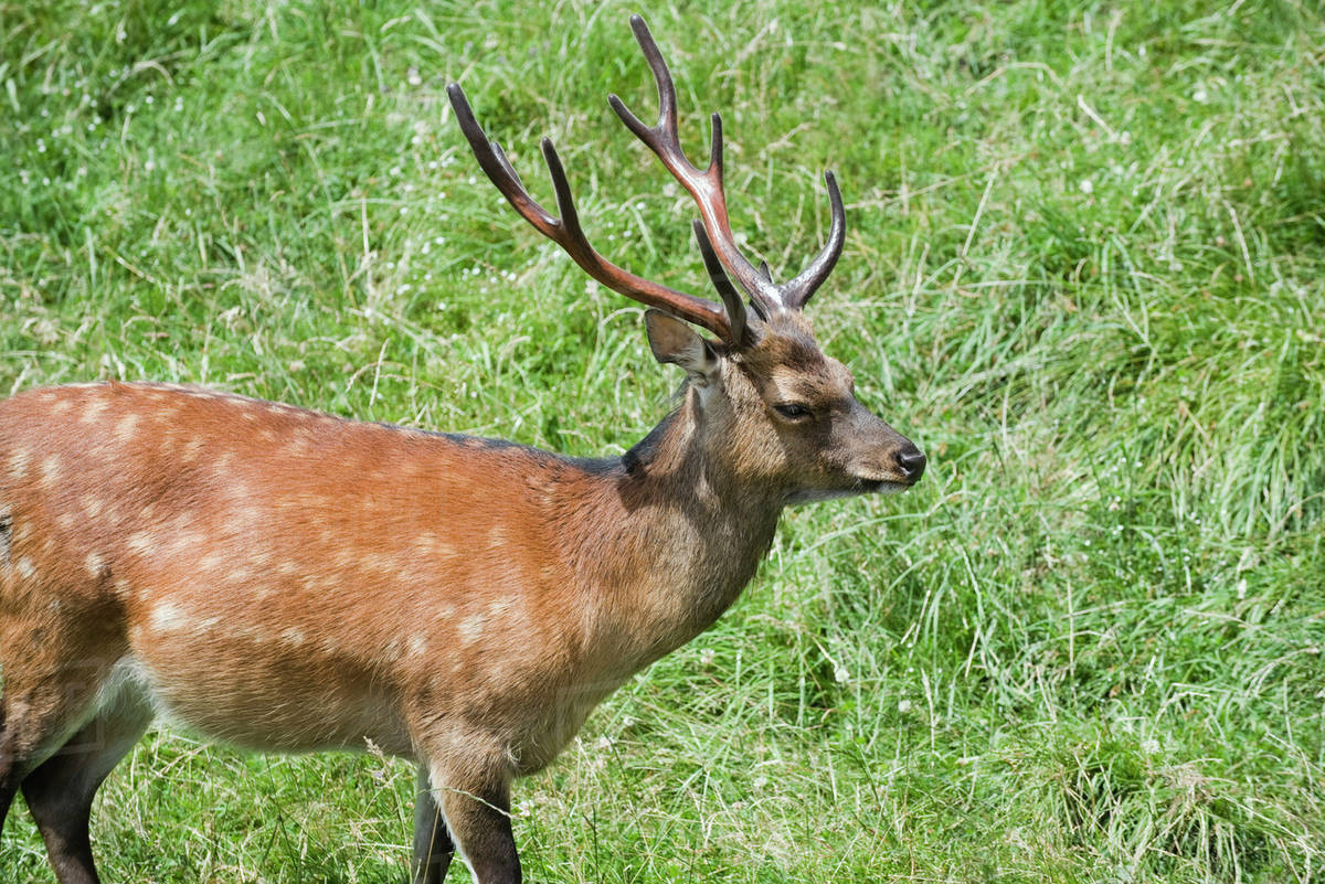 Buck walking on grass - Royalty-free Stock Photo | Dissolve