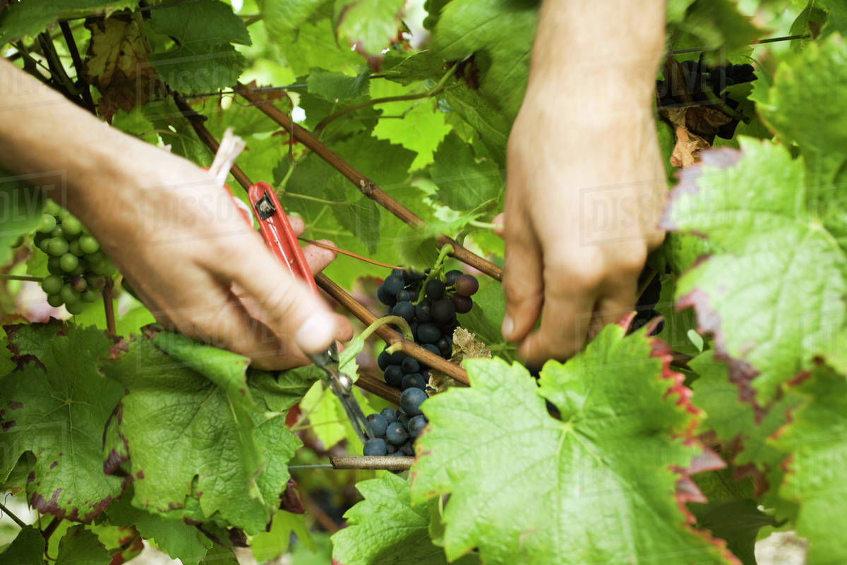 Hands cutting grapes from vine, close-up - Royalty-free Stock Photo ...