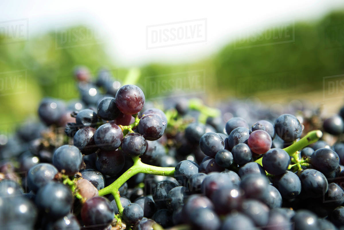 Grapes, close-up - Royalty-free Stock Photo | Dissolve