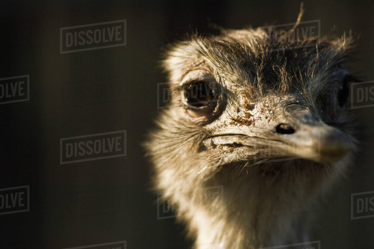 Greater Rhea (Rhea americana) - Royalty-free Stock Photo | Dissolve