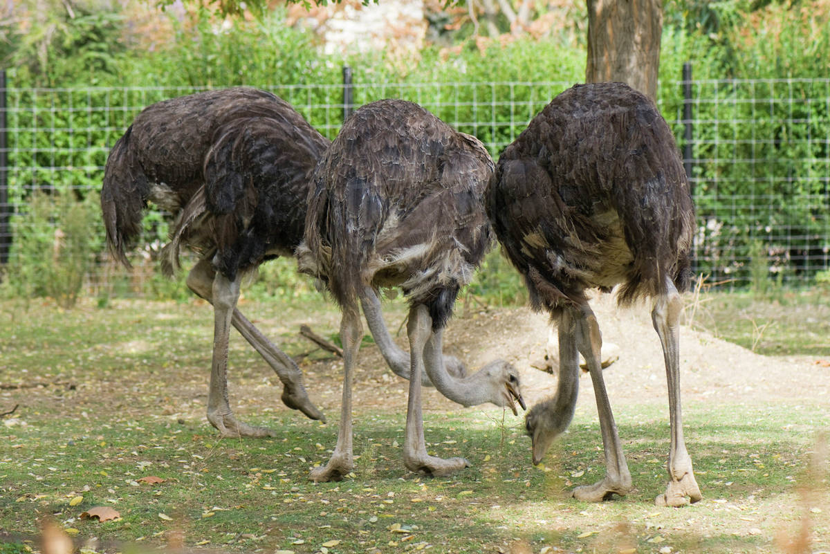 Greater Rhea (Rhea americana) - Royalty-free Stock Photo | Dissolve