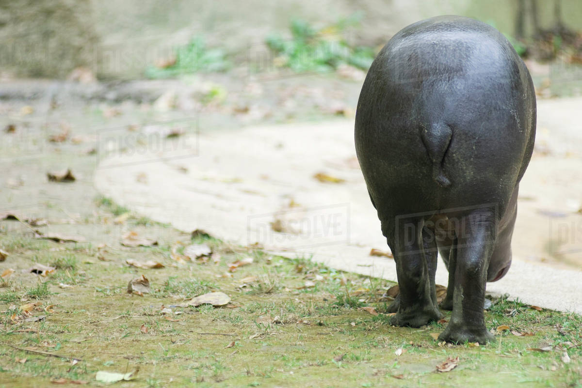 Hippopotamus (Hippopotamus amphibius), rear view - Royalty-free Stock ...