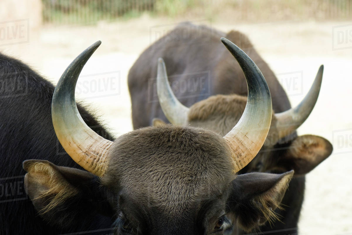 Gaur (Bos gaurus), close-up - Stock Photo - Dissolve