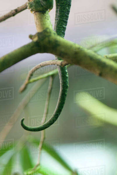 Tail of lizard on branch - Stock Photo - Dissolve
