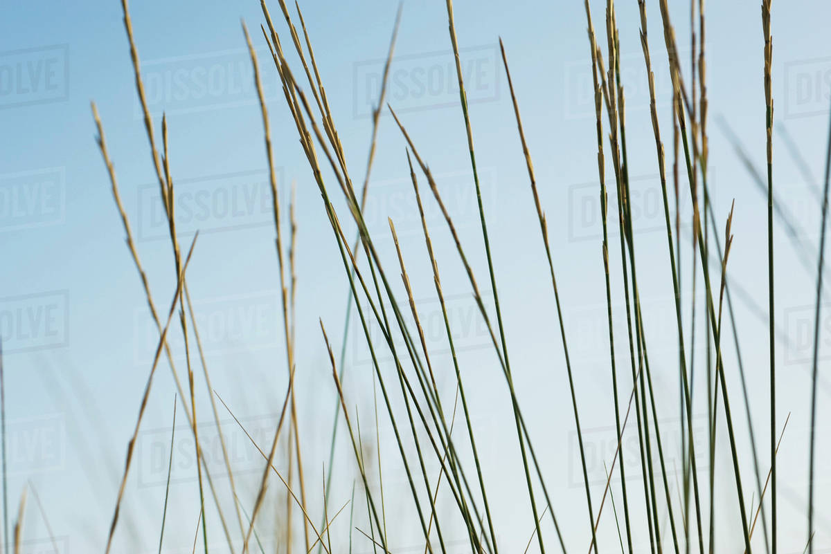 Tall grass, close-up - Stock Photo - Dissolve