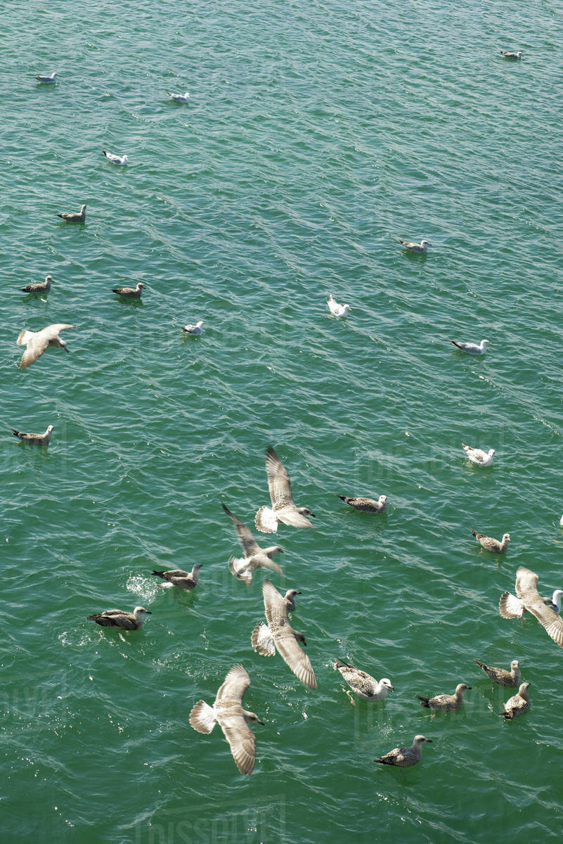 Flock of gulls settling on sea - Royalty-free Stock Photo | Dissolve