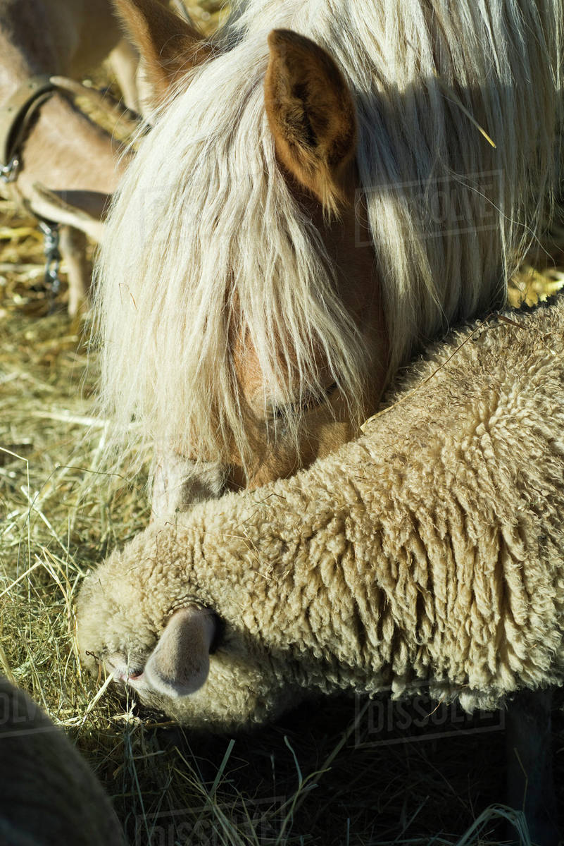 Farm animals eating hay from trough - Royalty-free Stock Photo | Dissolve