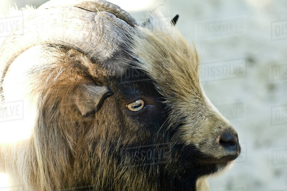 Goat, close-up - Royalty-free Stock Photo | Dissolve