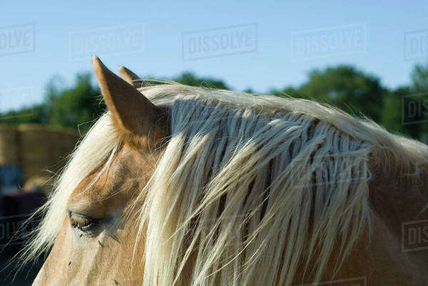 Horse's head, side view, cropped - Royalty-free Stock Photo | Dissolve