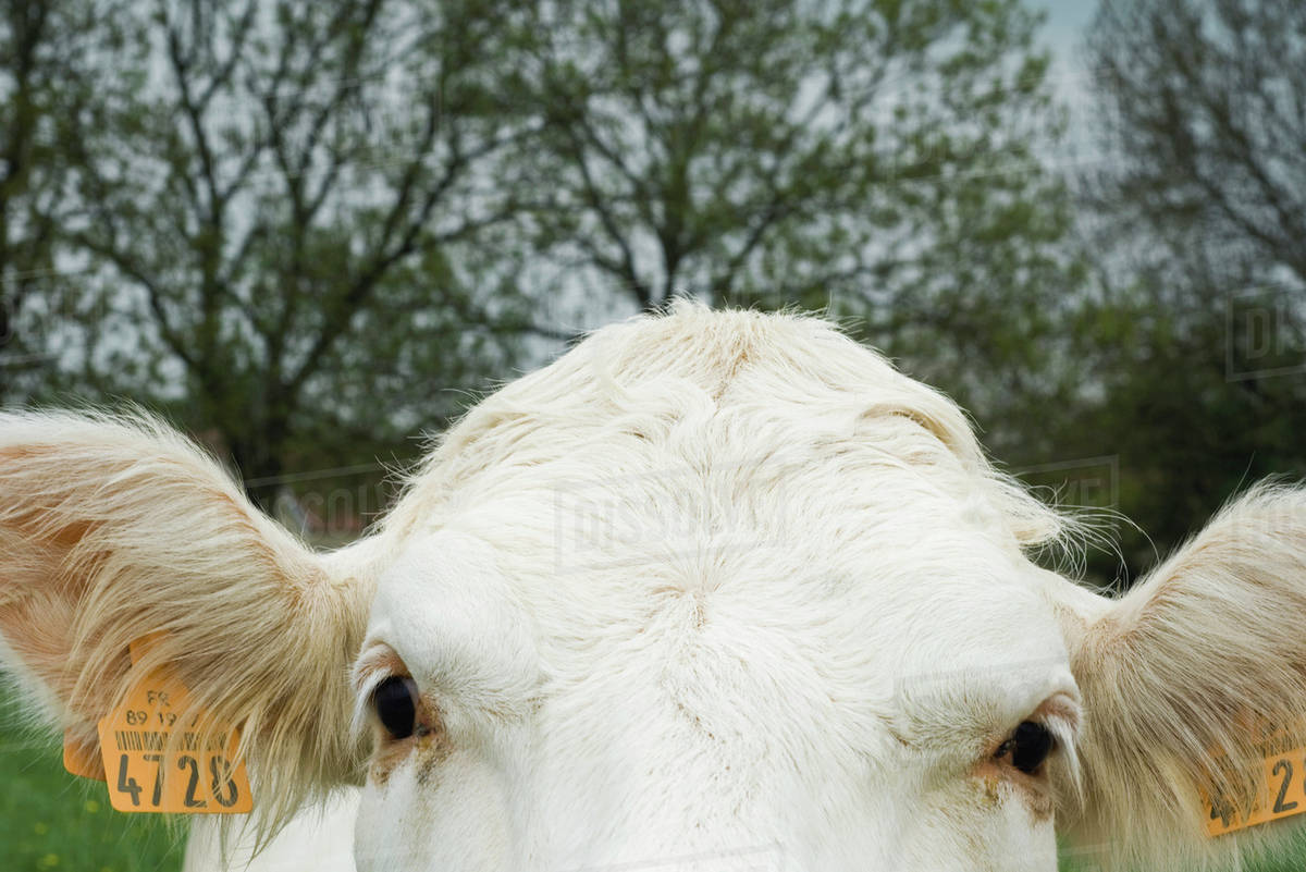 White cow looking at camera, extreme close-up - Royalty-free Stock ...