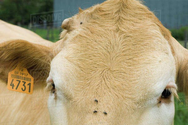 Cow with ear tag, extreme close-up - Stock Photo - Dissolve