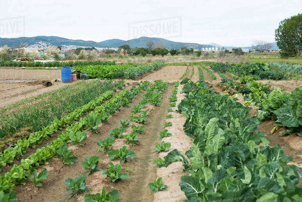 Variety of vegetables growing in field - Stock Photo - Dissolve