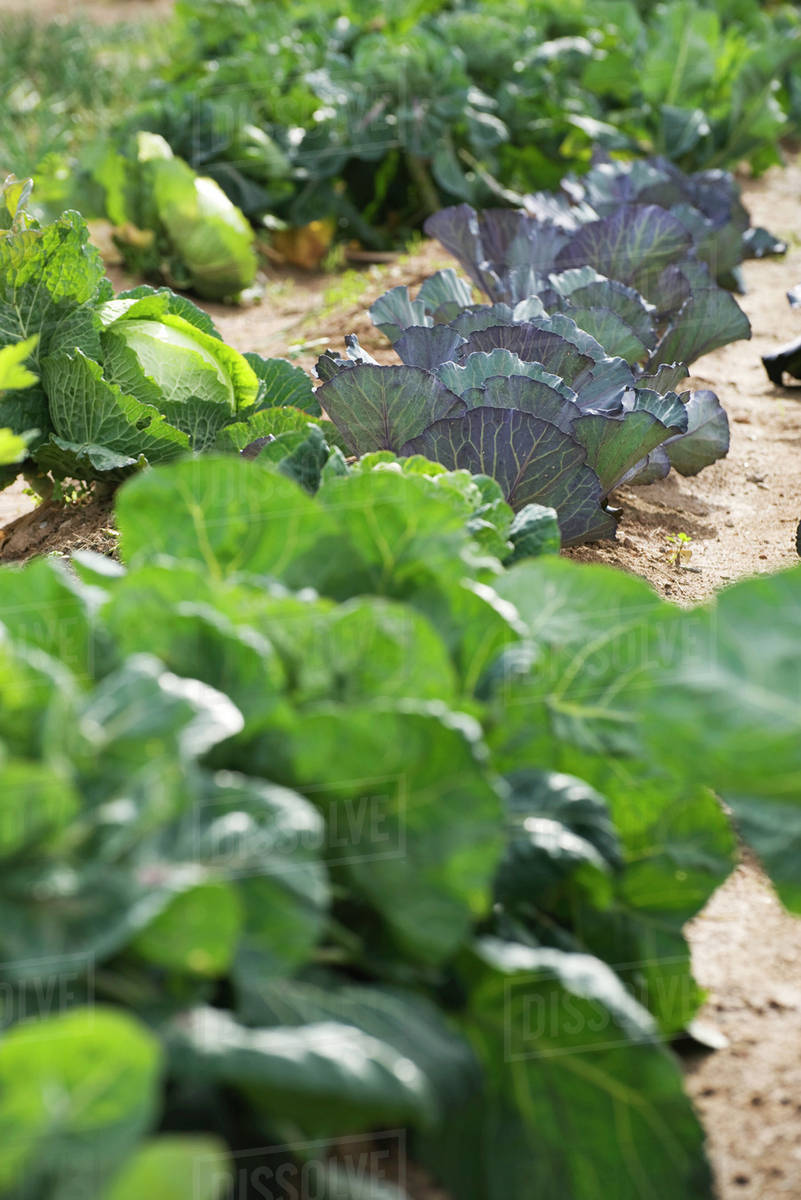 Assorted cabbage, lettuce growing in vegetable garden - Stock Photo ...