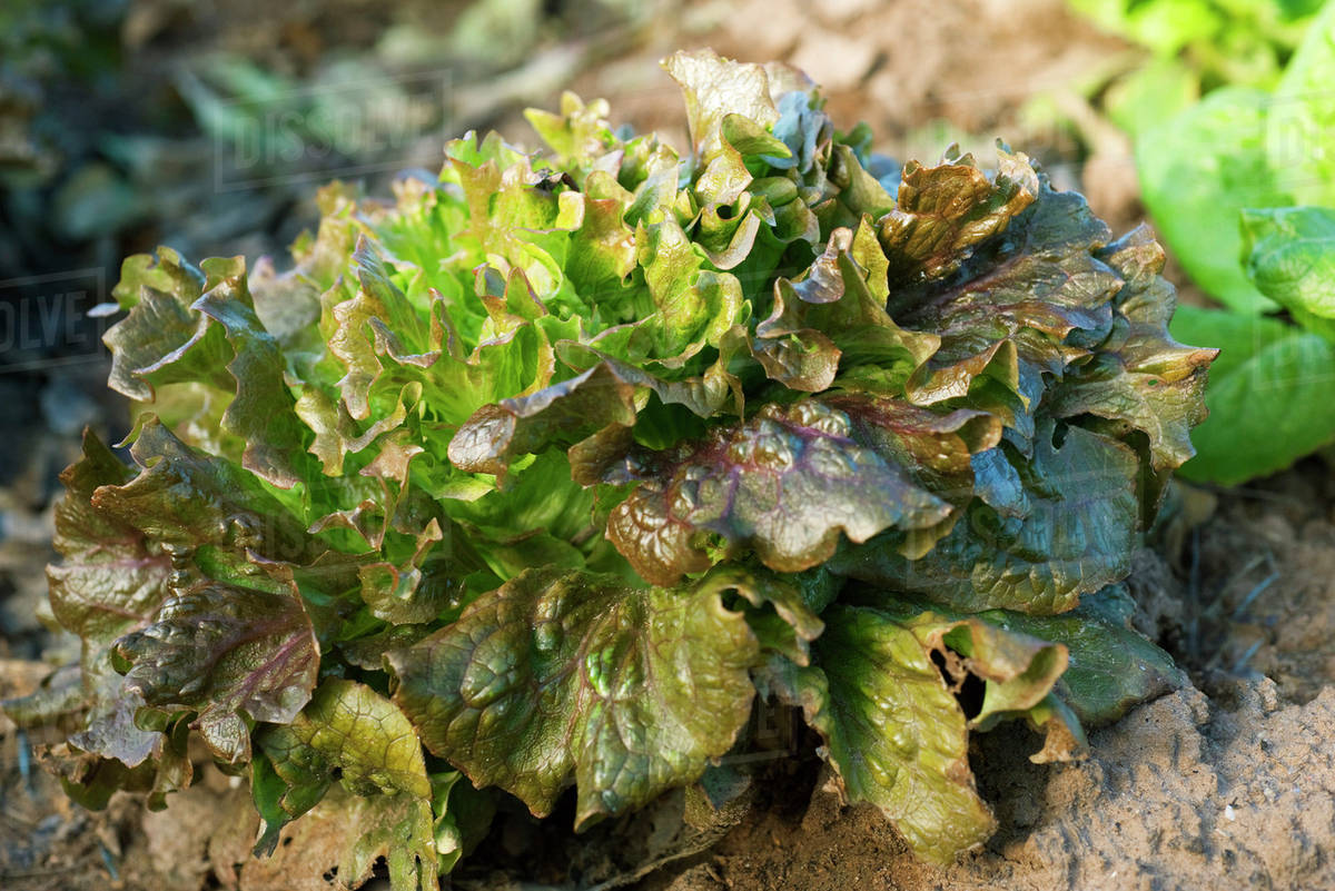Batavia lettuce growing in vegetable garden - Stock Photo - Dissolve