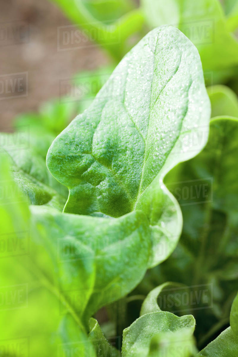 Sorrel plant growing in vegetable garden - Stock Photo - Dissolve