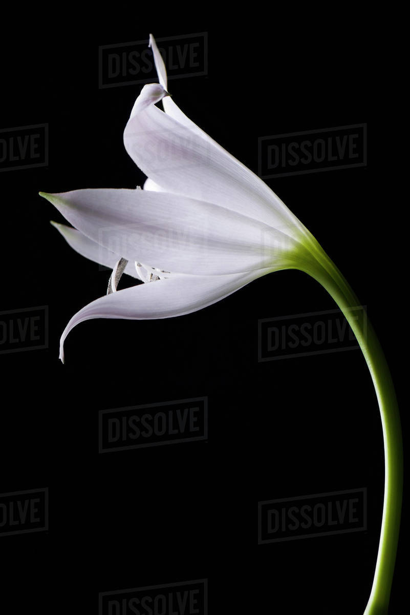Single white lily, side view - Royalty-free Stock Photo | Dissolve