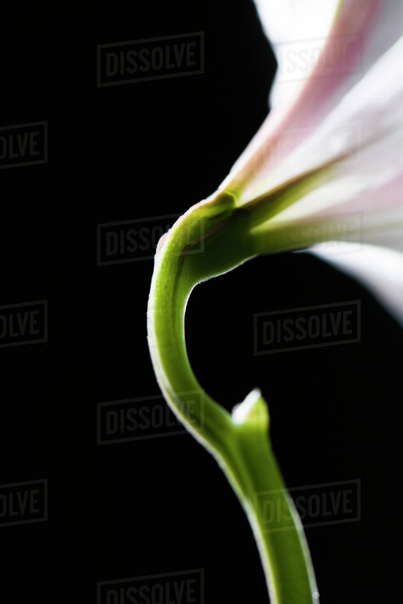Flower stem, close-up - Royalty-free Stock Photo | Dissolve