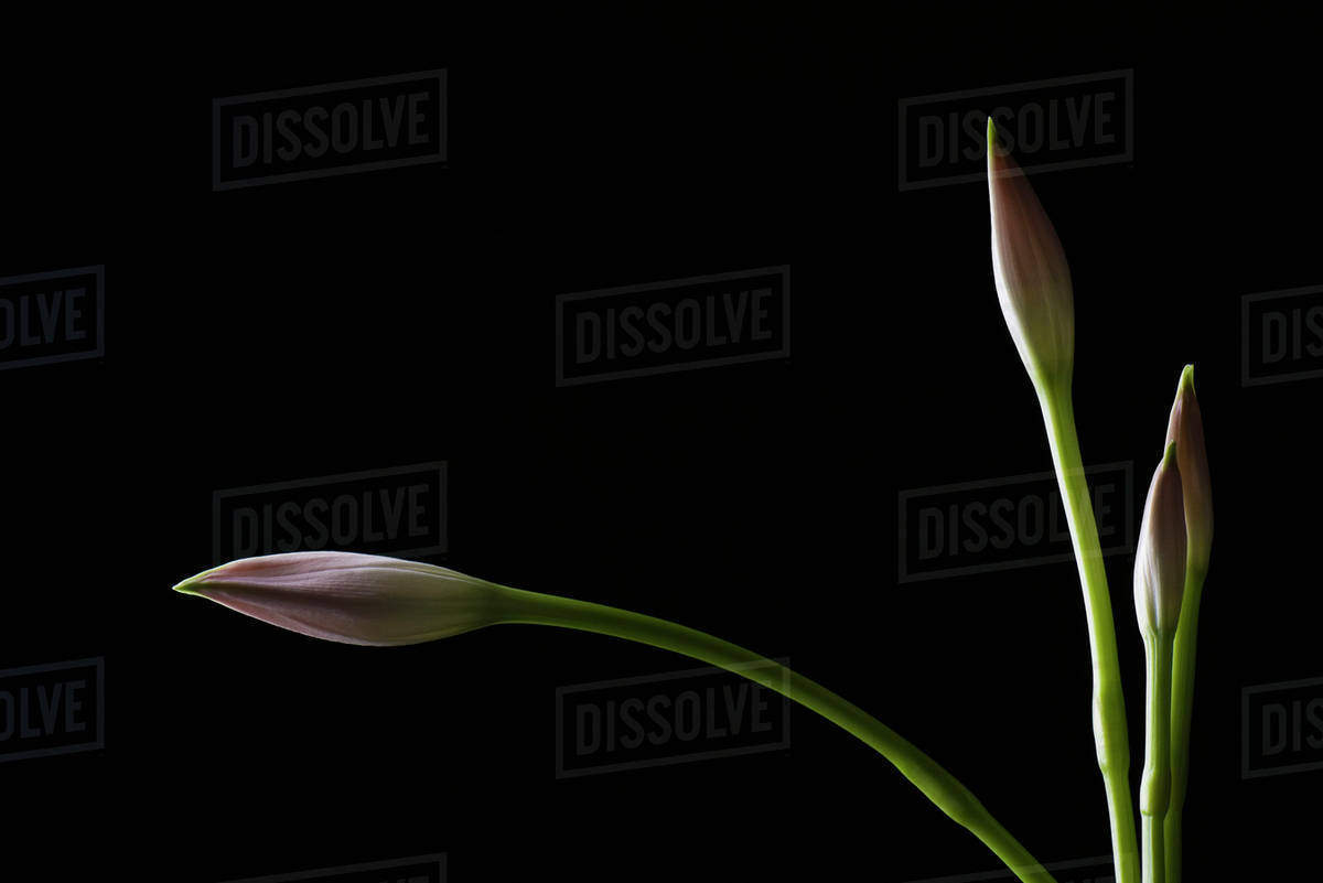 Flower buds atop long stems - Stock Photo - Dissolve