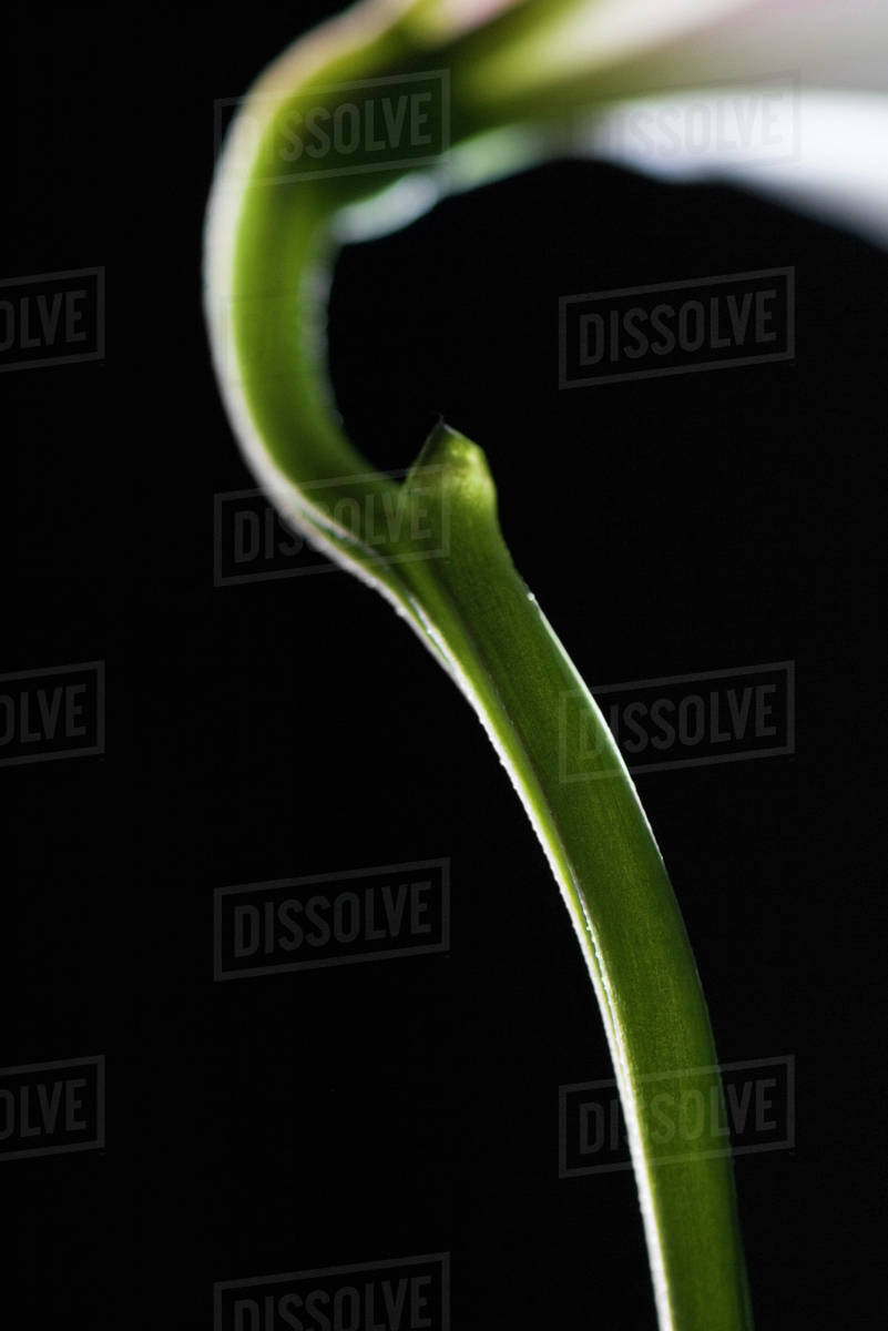 Flower stem, extreme close-up - Stock Photo - Dissolve