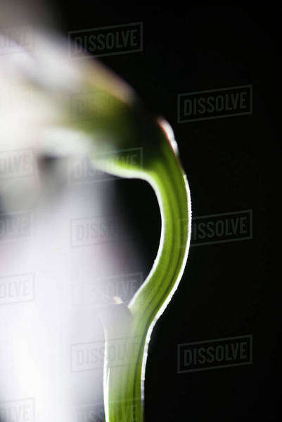 Flower stem, close-up - Stock Photo - Dissolve