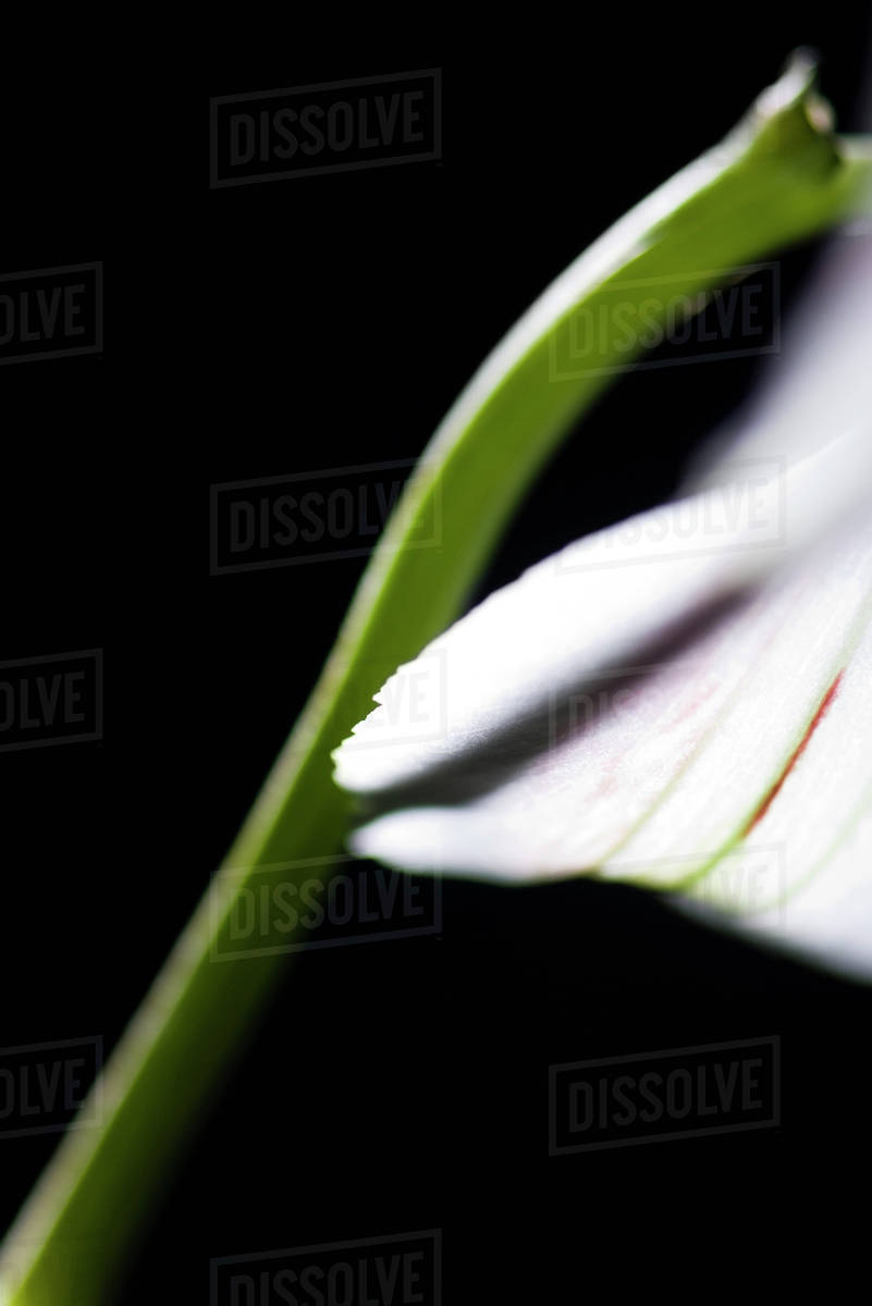 Flower stem, close-up - Royalty-free Stock Photo | Dissolve
