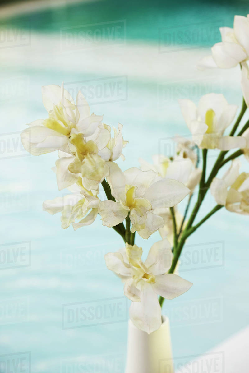 Flower arrangement, swimming pool in background - Royalty-free Stock ...