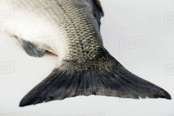 Raw fish, close-up of tail - Stock Photo - Dissolve