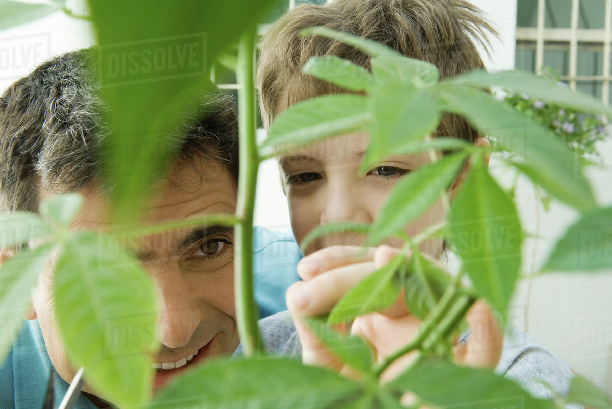 Father and son pruning plant together, smiling - Royalty-free Stock ...