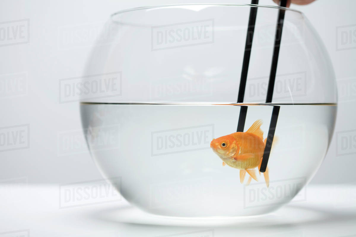 Goldfish in fishbowl caught by pair of chopsticks - Royalty-free Stock ...
