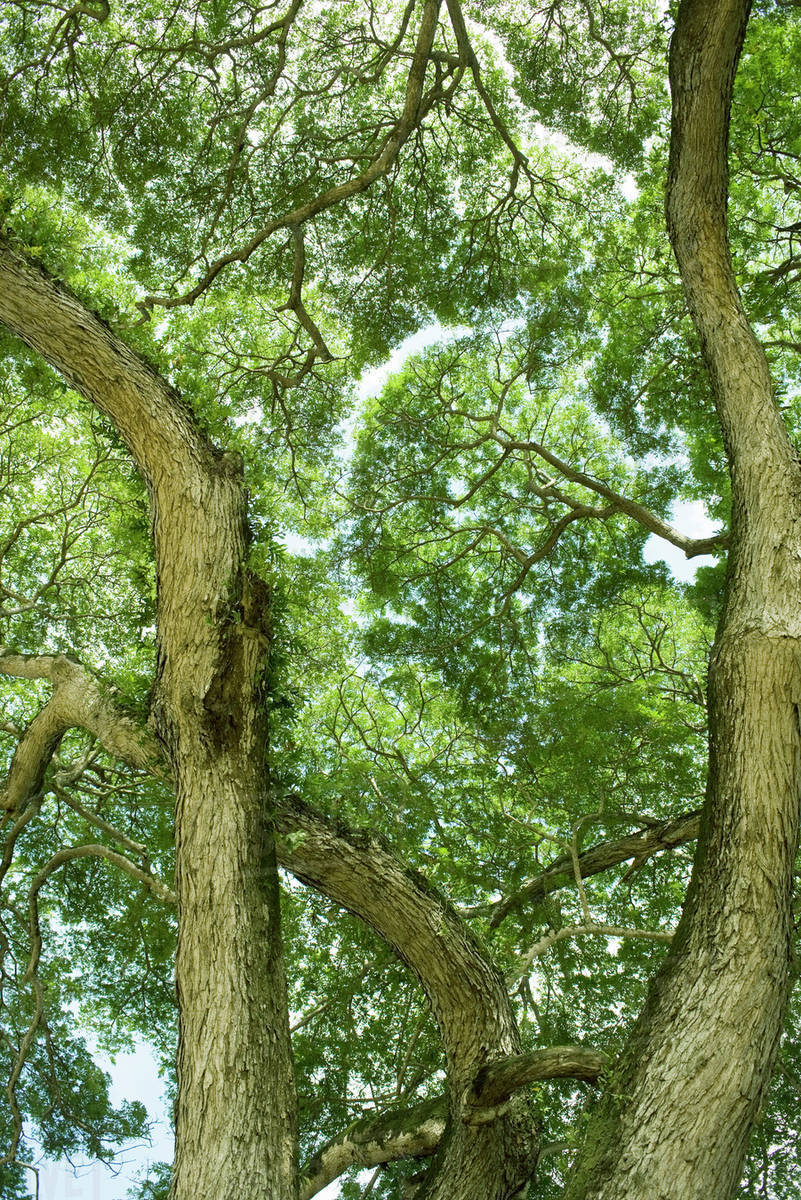 Twisted tree trunks - Royalty-free Stock Photo | Dissolve