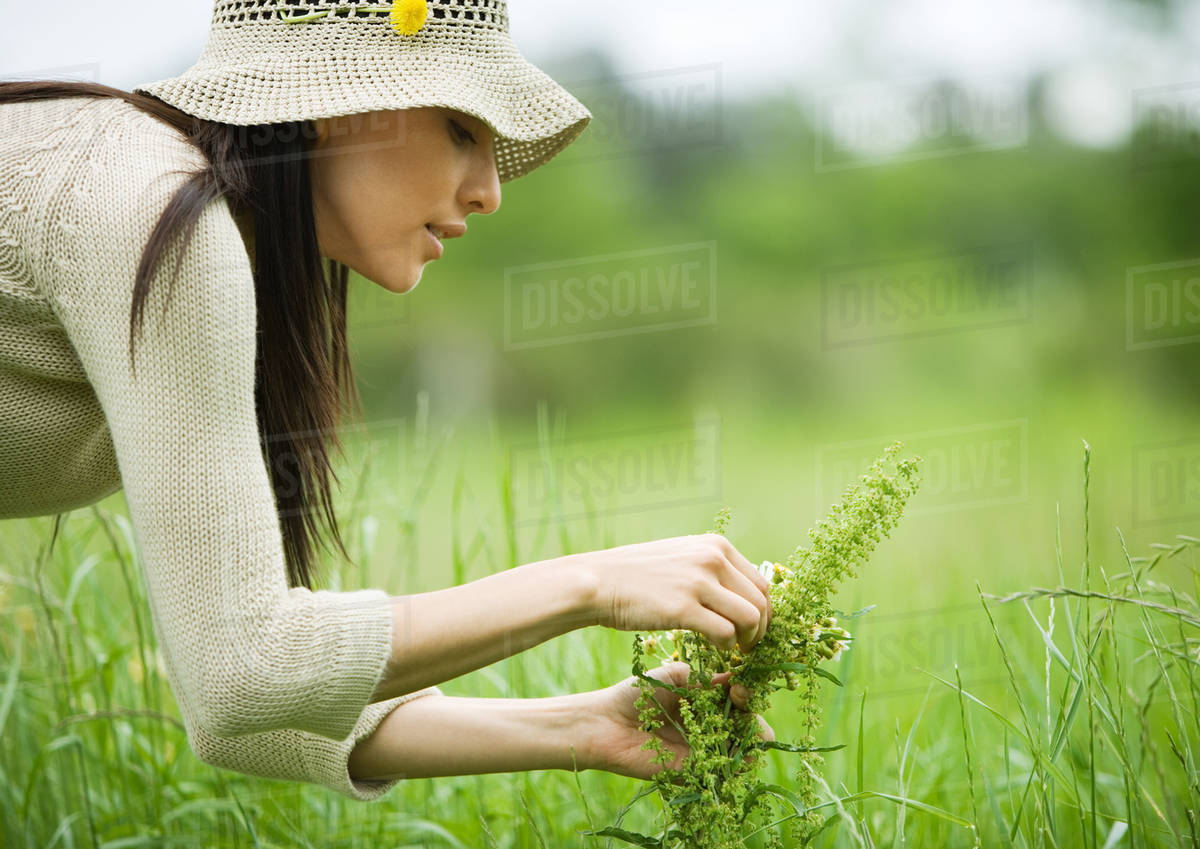 Young woman picking flowers - Royalty-free Stock Photo | Dissolve
