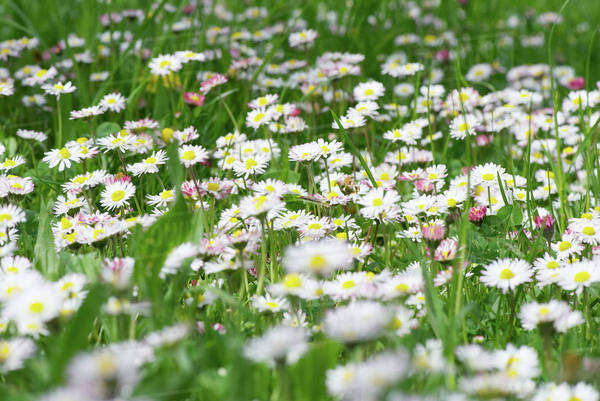 Daisies growing in field - Royalty-free Stock Photo | Dissolve