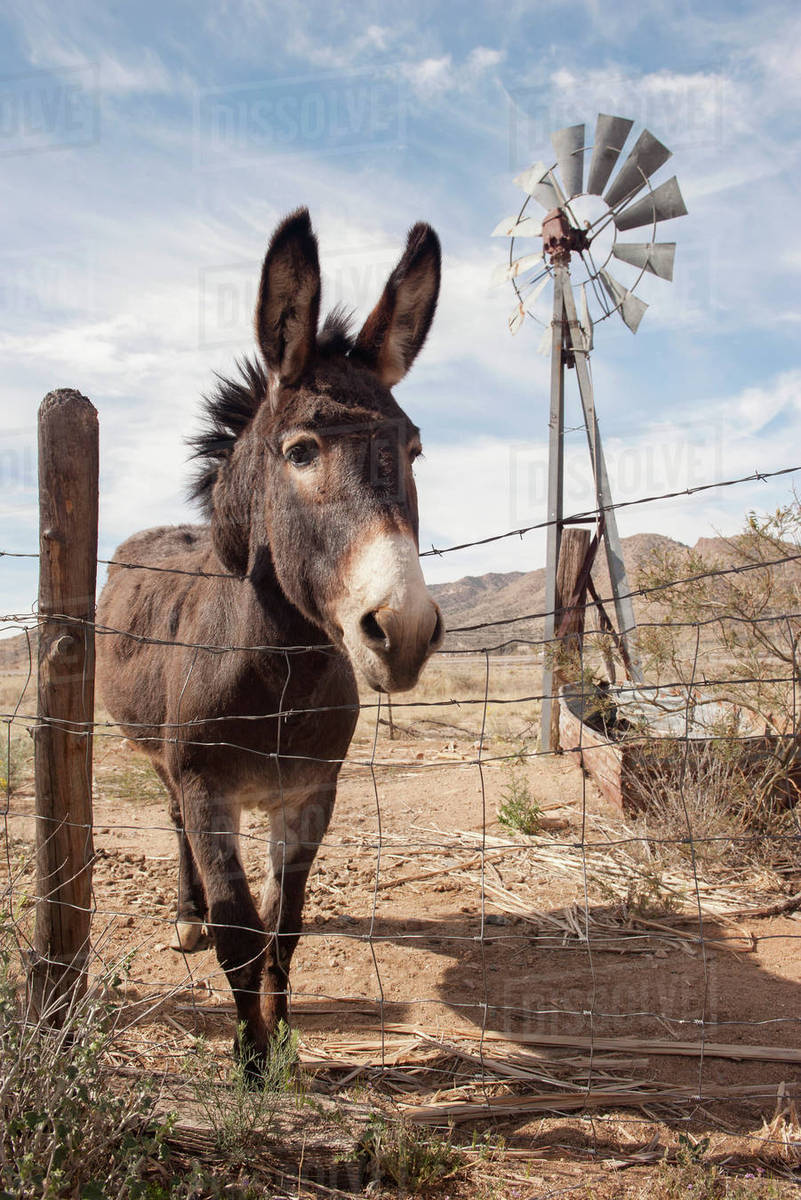 Donkey looking over wire fence - Royalty-free Stock Photo | Dissolve