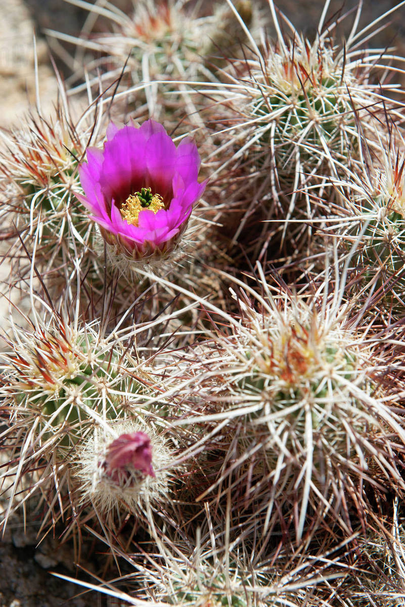 Flowering hedgehog cactus (Echinocereus engelmannii) - Royalty-free ...