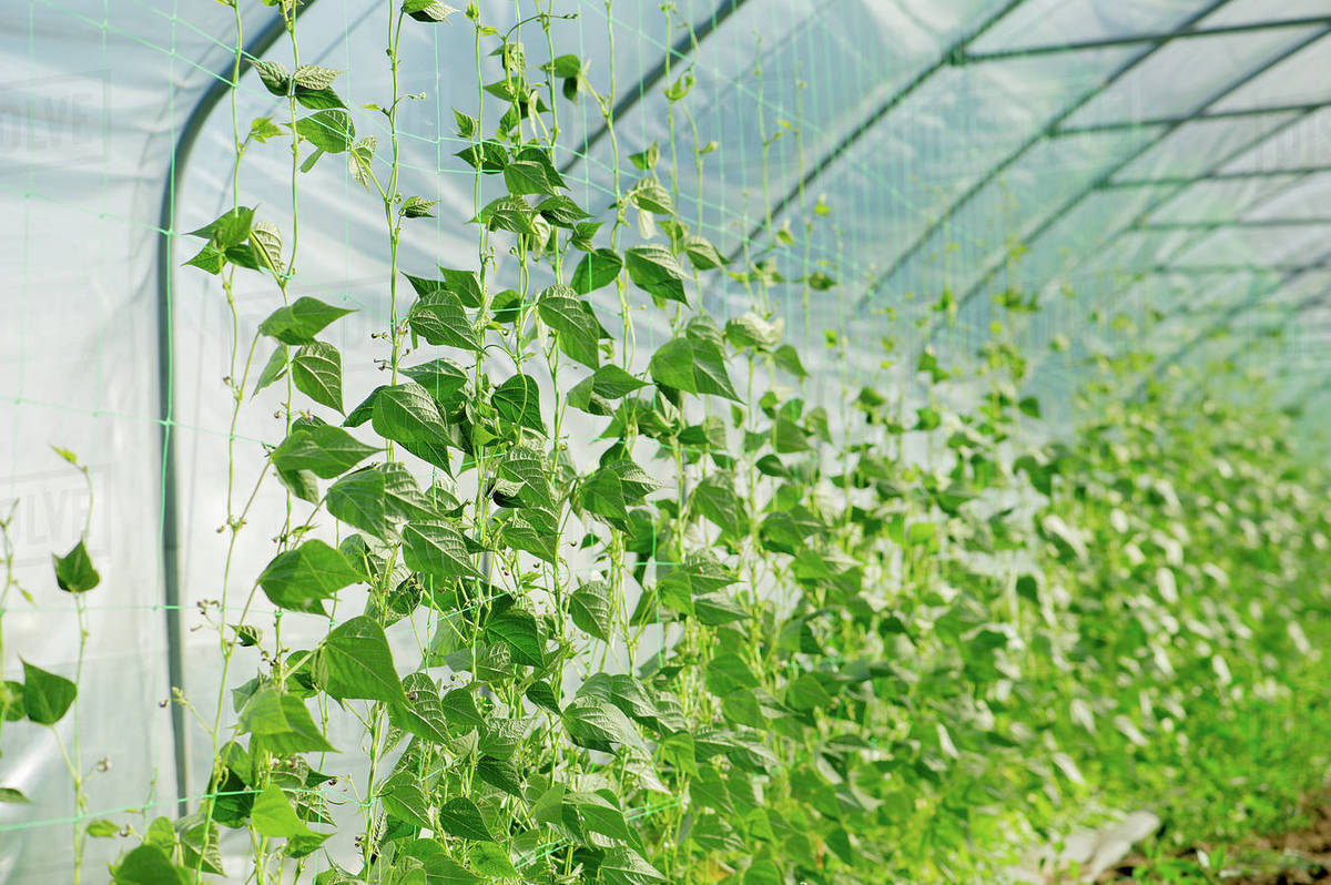 Vines growing on netting in greenhouse - Stock Photo - Dissolve