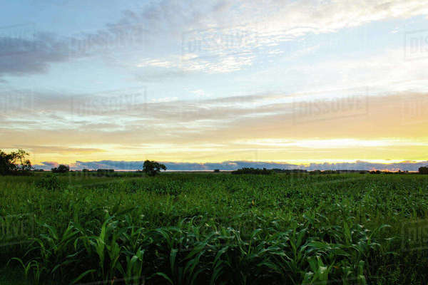 View of field during sunset - Royalty-free Stock Photo | Dissolve