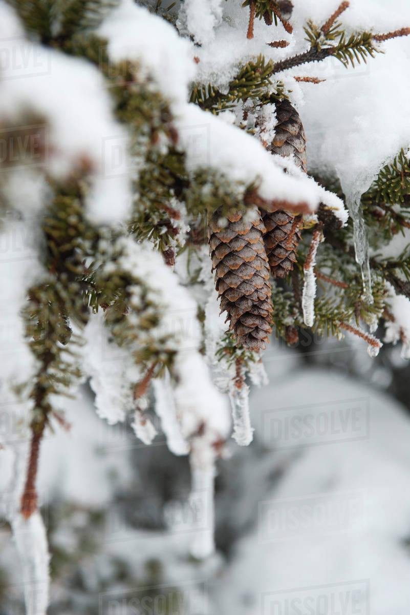 Snow-covered pine branches - Stock Photo - Dissolve