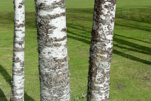 Birch trunks - Royalty-free Stock Photo | Dissolve