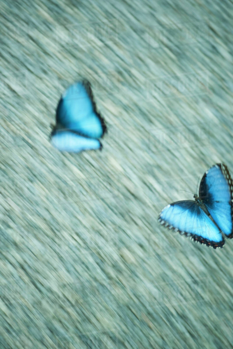 Blue morpho butterflies in flight - Royalty-free Stock Photo | Dissolve
