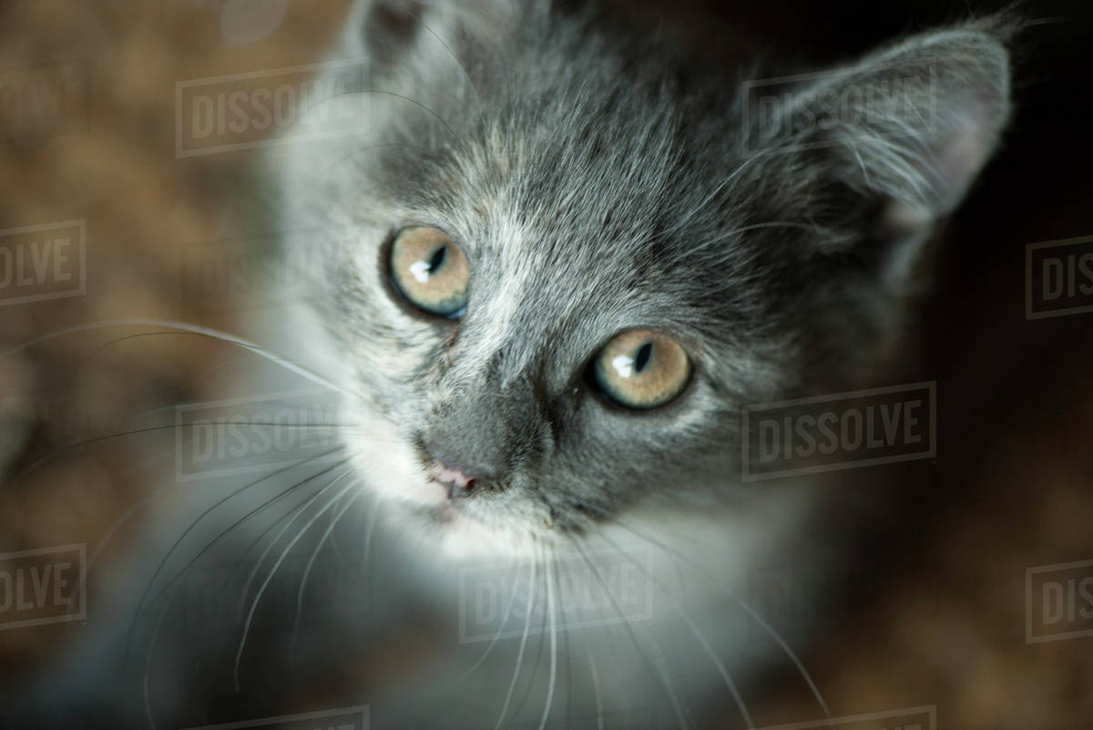 Kitten, portrait - Royalty-free Stock Photo | Dissolve