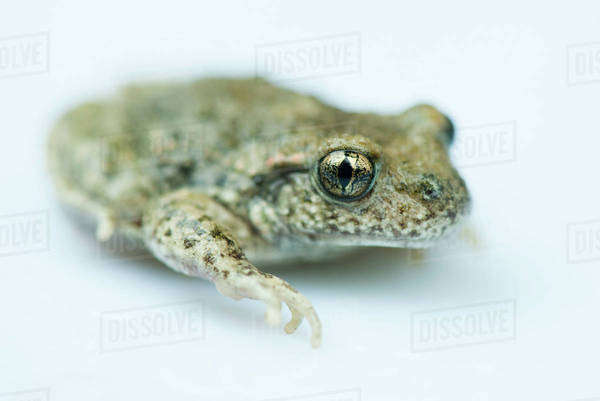 Frog, close-up - Royalty-free Stock Photo | Dissolve