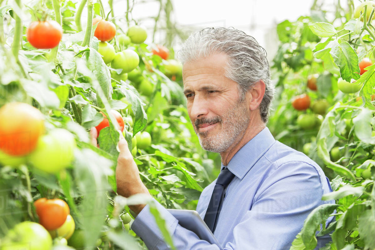 Botanist examining tomato plants in greenhouse - Royalty-free Stock ...
